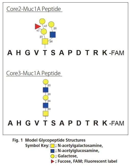 Characterization Of Glycan Binding Site Of O Linked Glycopeptides